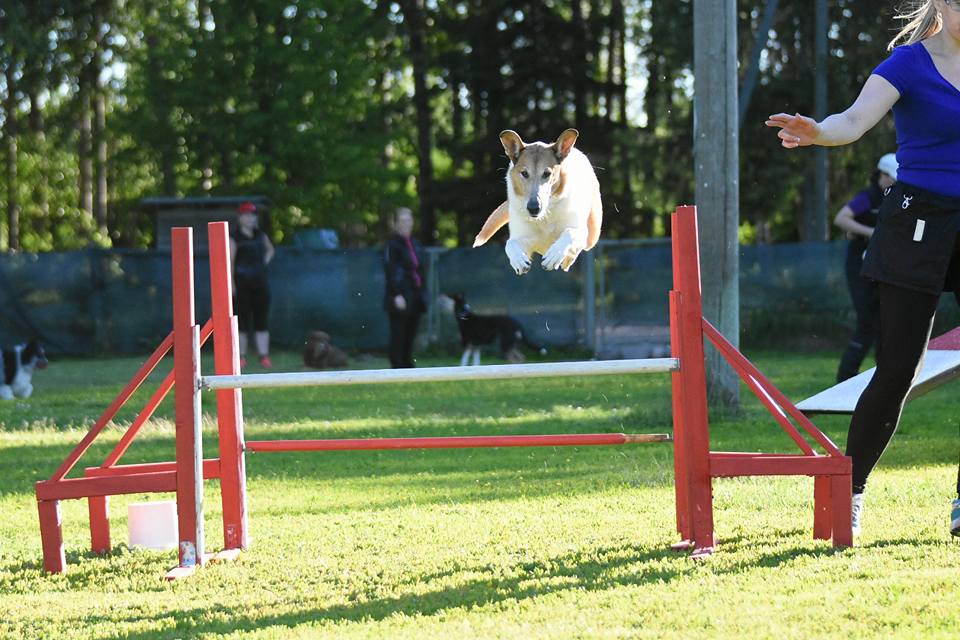 Agility sopii kaikenikäisille liikkujille – suosio vahvassa nousussa ...